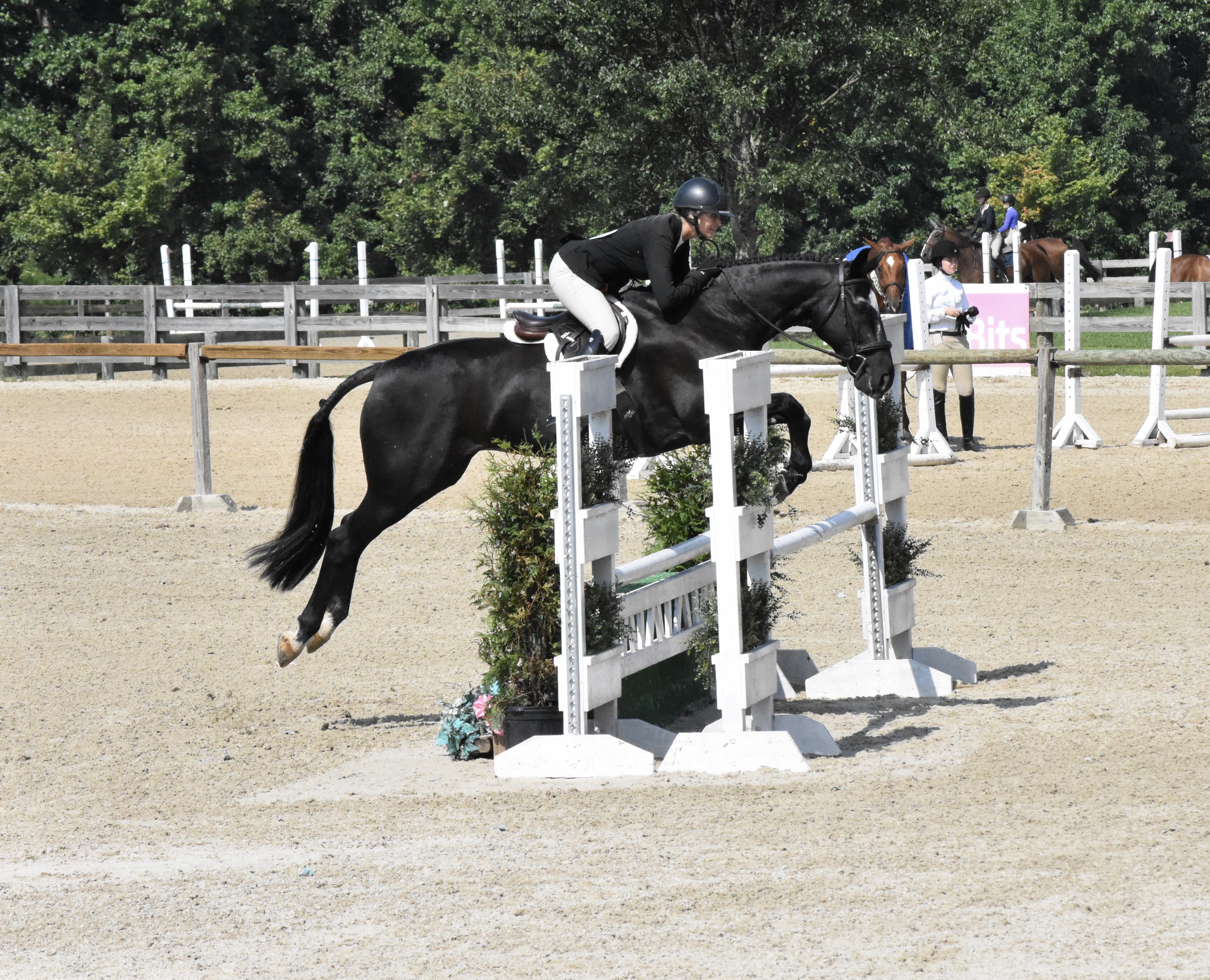 HOME | Wilson Show Stable