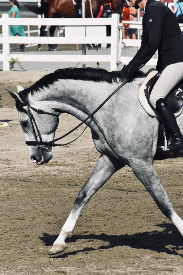 HOME | Wilson Show Stable