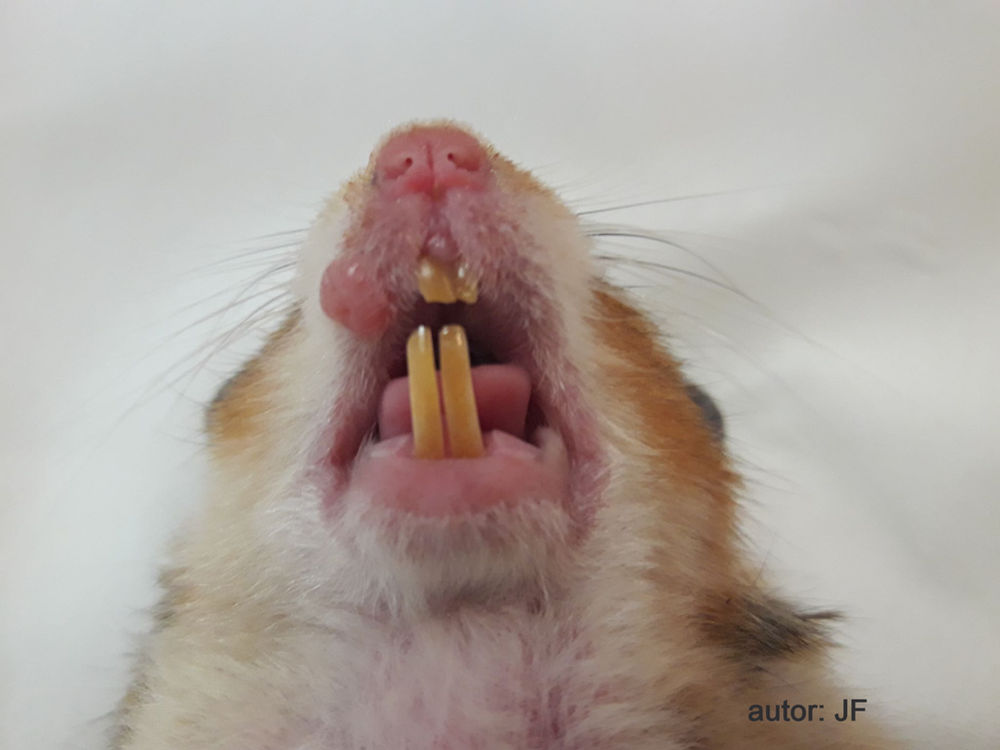 HaPV - Hamster Poliomavirus