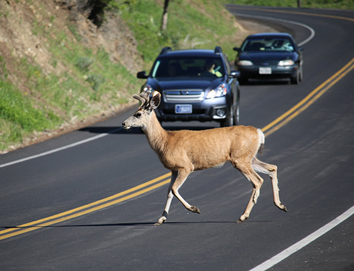 Watch For Deer And Elk In The Road