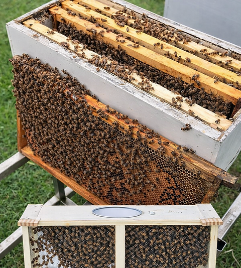 Honey Bee Farming In Png
