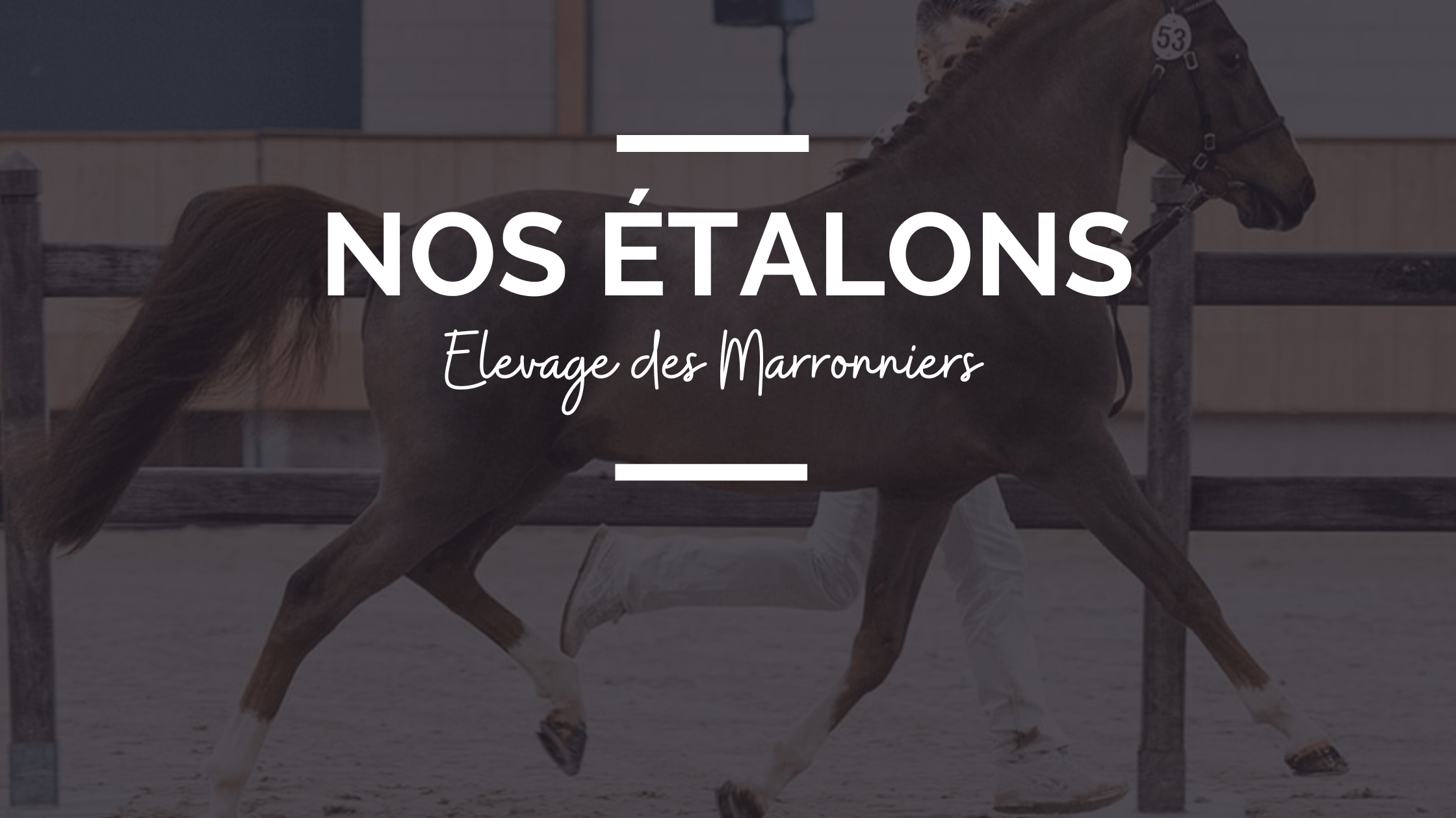 Hobby des Marronniers | Elevage-Marronniers