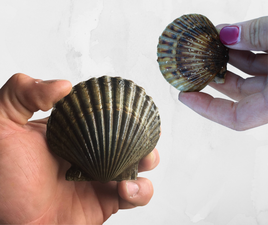 The Niantic Bay Scallop: Our History, Our Culture