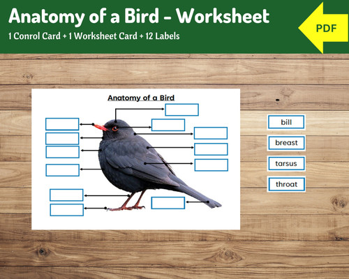 Parts of a Bird Worksheet | Montessori Printable & Learning | Biology ...