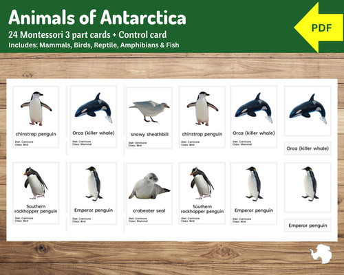 Animals of Antarctica | 24 Montessori 3 Part Cards | Geography for Kids ...