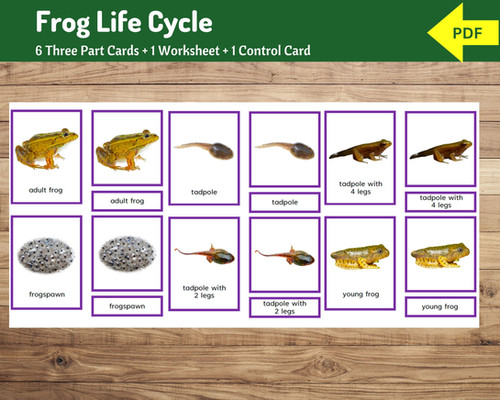 Lifecycle of a Frog | Montessori Three Part Cards + Control Cards ...