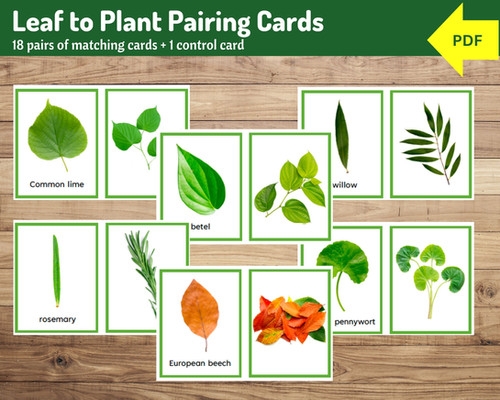 Leaf to Plant Pairing Cards | Montessori Nature Exploration ...