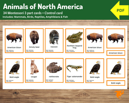 Animals of North America | 34 Montessori 3-Part Cards | Geography for ...