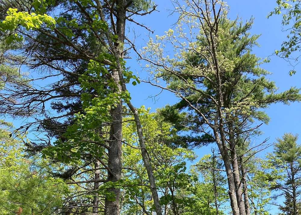 Maine Tree Foundation To Honor 2023 Forest Award Recipients