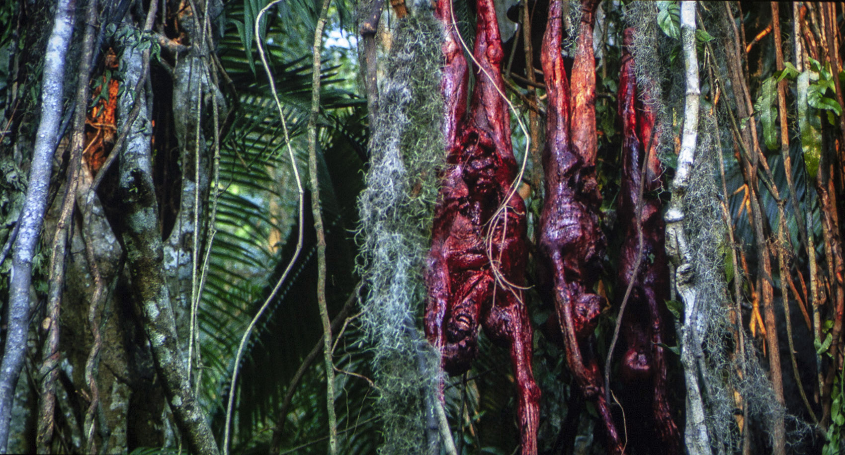 “Predator” in 4K, as it was meant to be seen