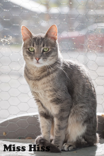 Miss Hiss | catmandu