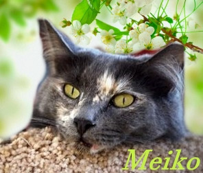 Meiko | catmandu