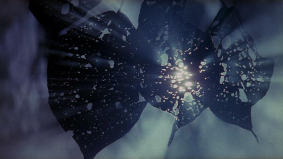 All Things Shining: Uses of Splendor in Catholic Education