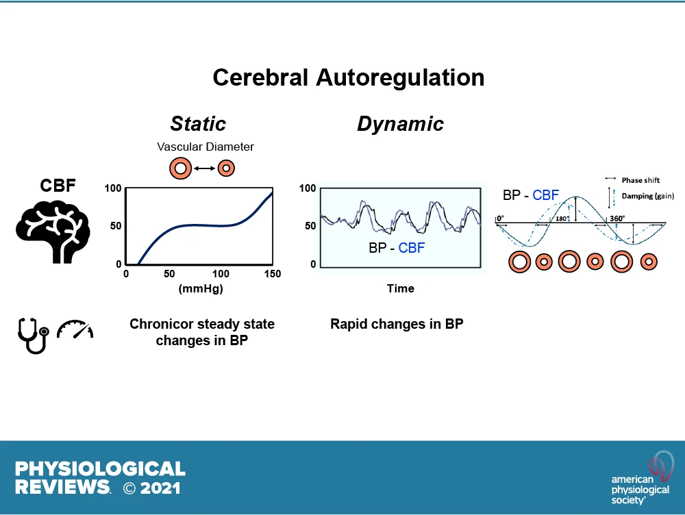 Regulation of cerebral blood flow in humans: physiology and clinical ...