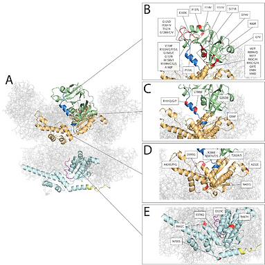Genetic Testing - Cure VCP Disease