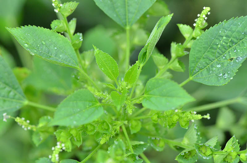 Acalypha indica(Euphorbiaceae)- Kuppaimeni