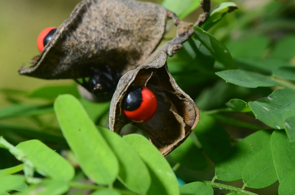Abrus precatorius (Fabaceae) Rosary Pea