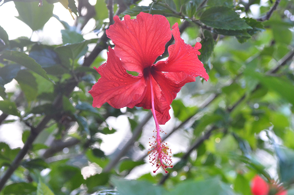 Hibiscus rosa-sinensis (Malvaceae) Jaswand, Japa
