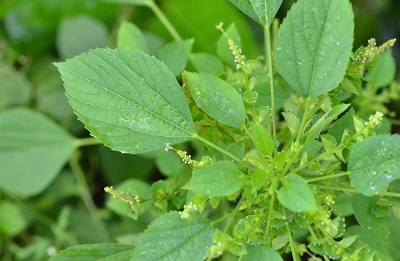 Acalypha indica(Euphorbiaceae)- Kuppaimeni