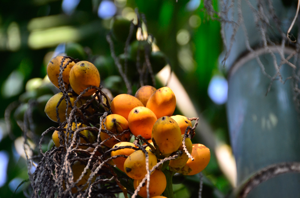 Areca catechu (Arecaceae) Betel Nut Palm
