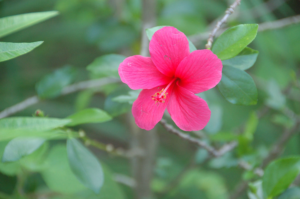 Hibiscus rosa-sinensis (Malvaceae) Jaswand, Japa