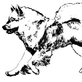 EFD (Eurasier Freunde Germany) Eurasier Decal | USEC