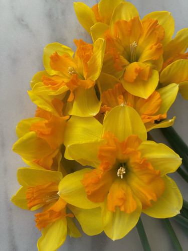 Congress Daffodil Bulbs | Parterre Gardens
