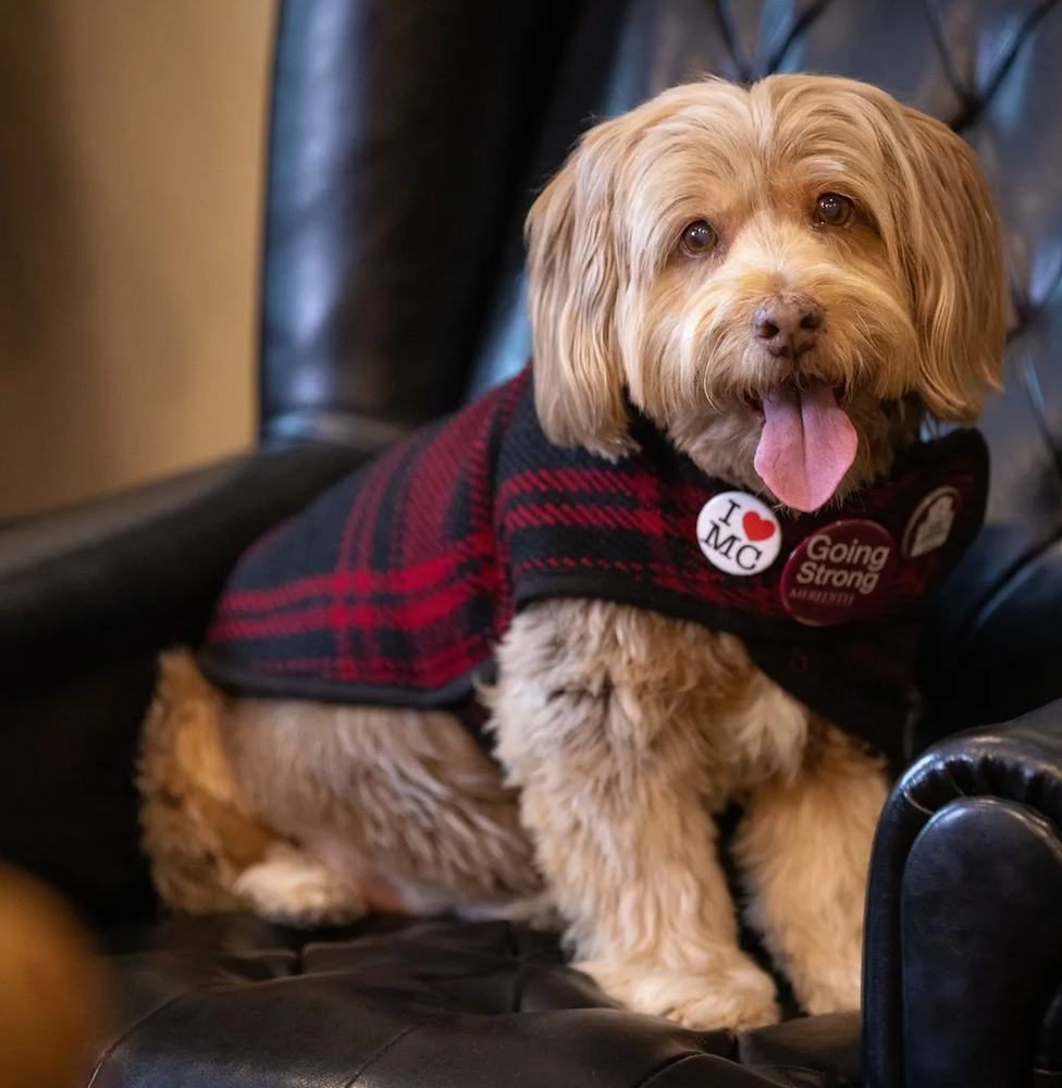 Meredith’s “First Dog,” Bachelor, Dies
