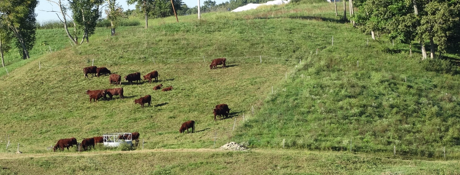 Home | abundantgreenpasture