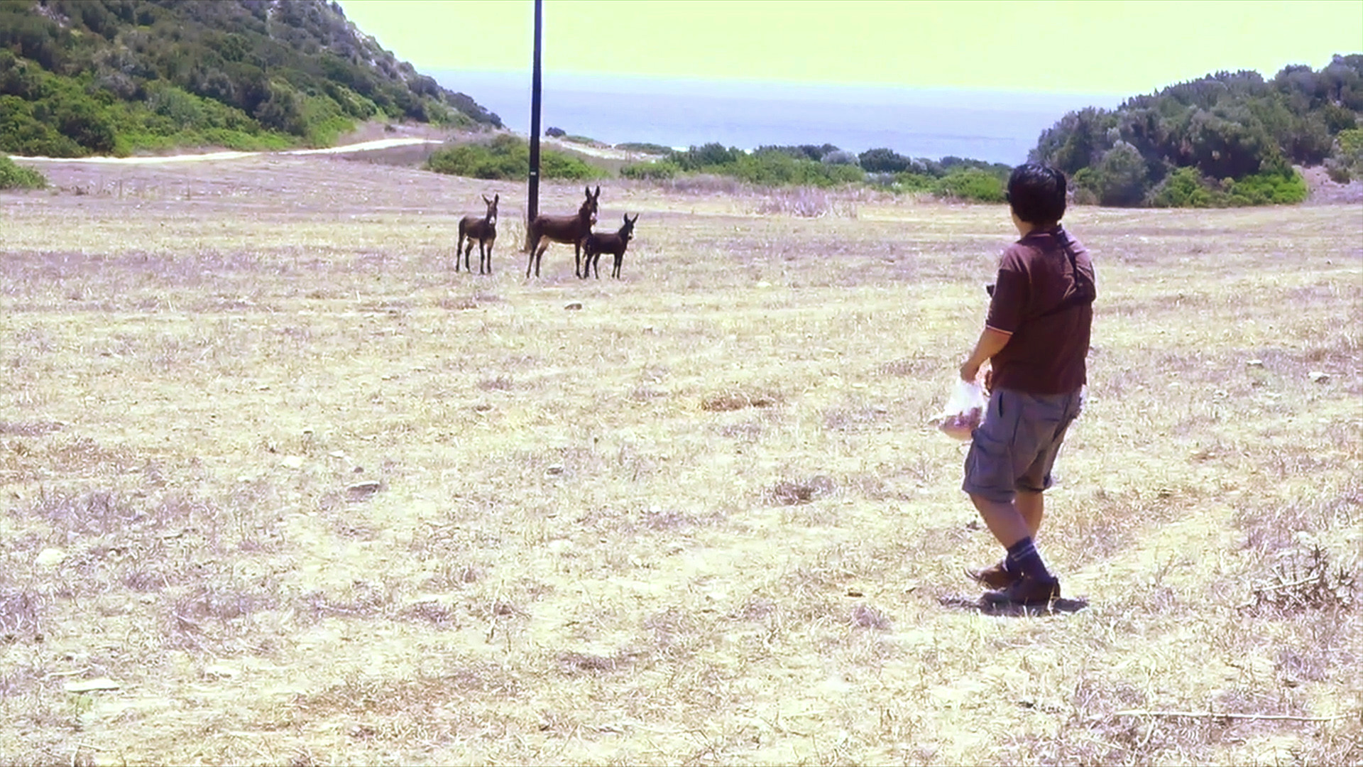 Feeding Carrots from the South to Wild Donkeys in the North