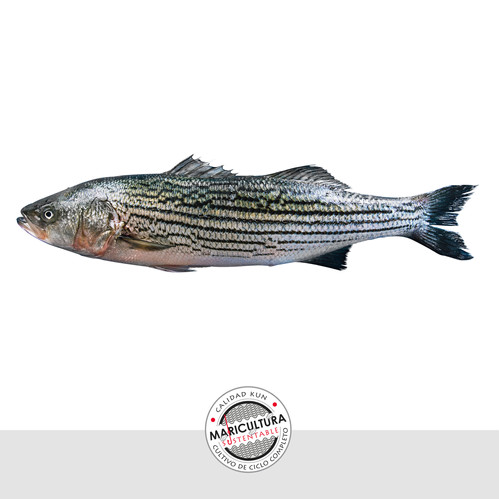 Lobina Rayada | Kun Products WEST
