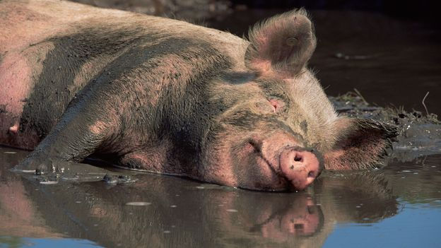 Farm Animal Behavior Farm Animal Behavior