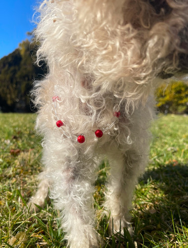 Holi-dog | Solray Biophysics