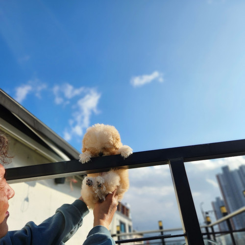 Maltipoo_Teacup(Cream)_"Cheese" | Home's Pet Kennel