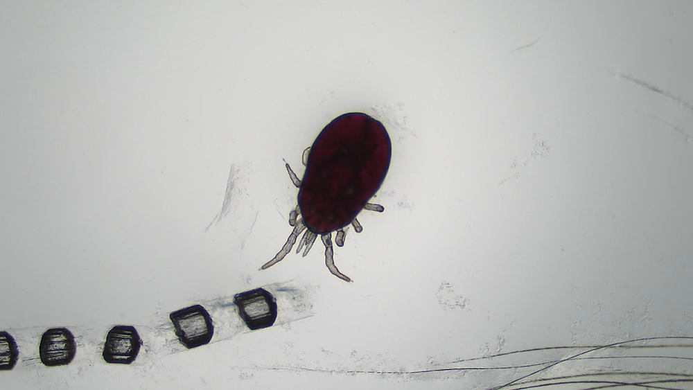 Daar komt de bloedluis!