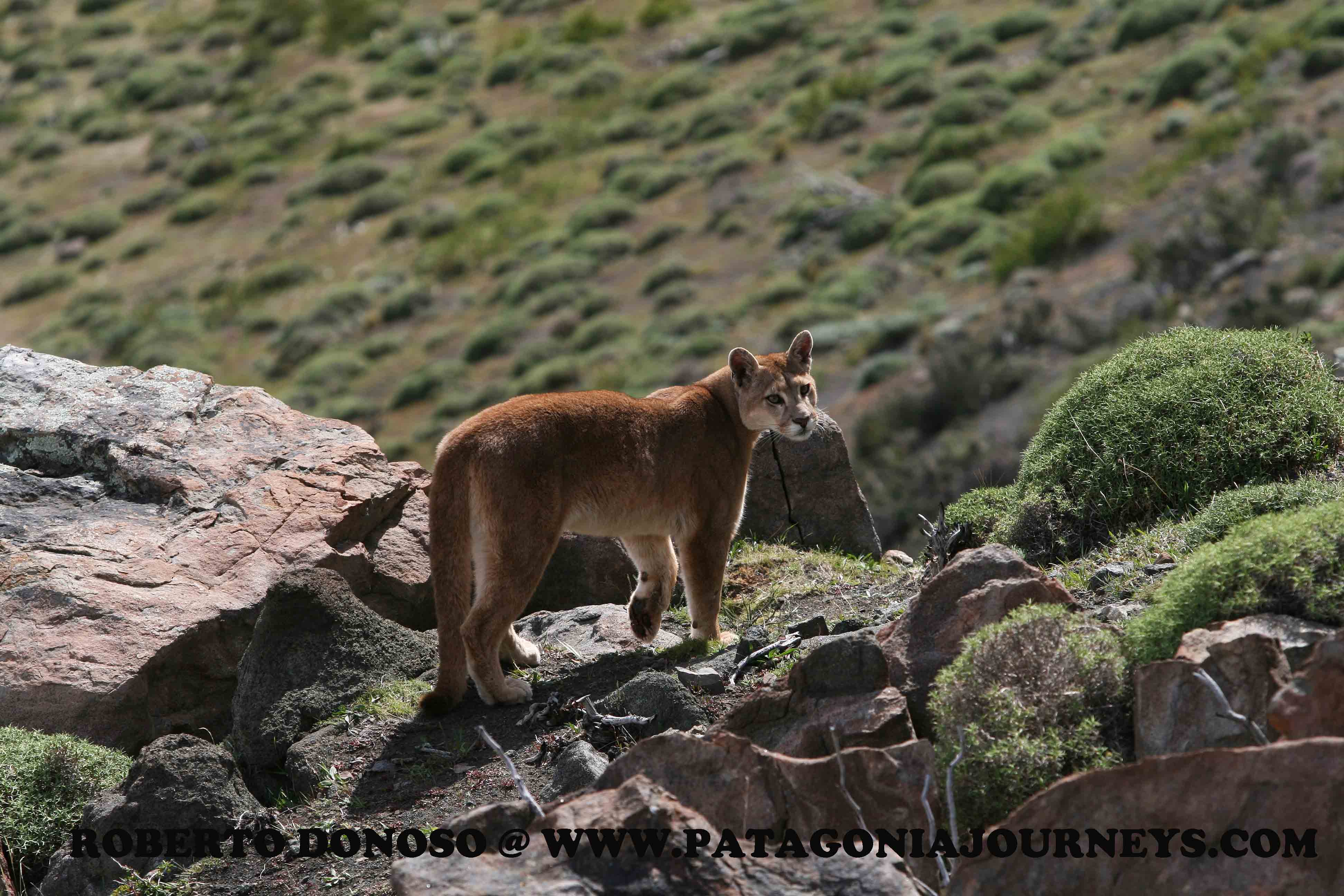 Tour de observación de Pumas en Patagonia