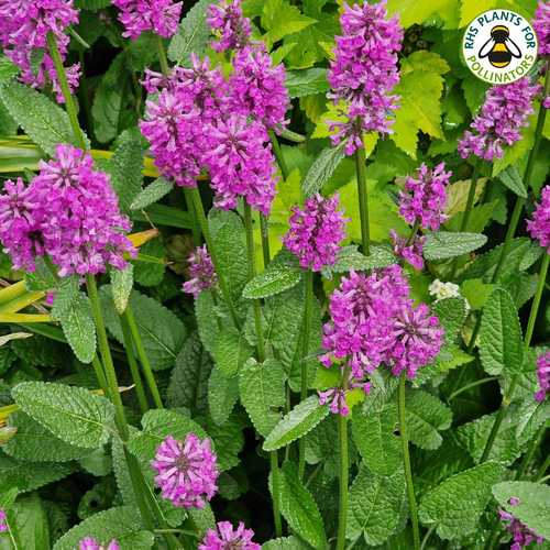 Betony (Betonica officinalis) 'Hummelo' | Urbee