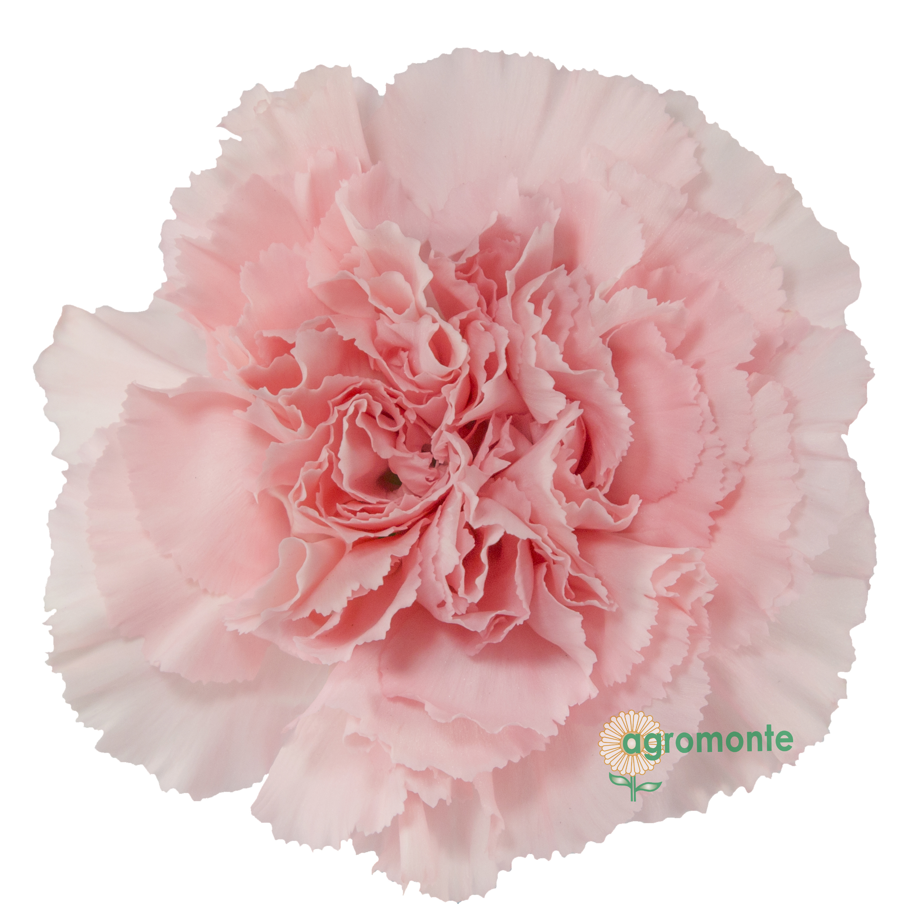 Pink | C.I. Agromonte SAS