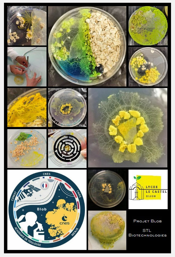 Le Blob | STL Biotech Dijon