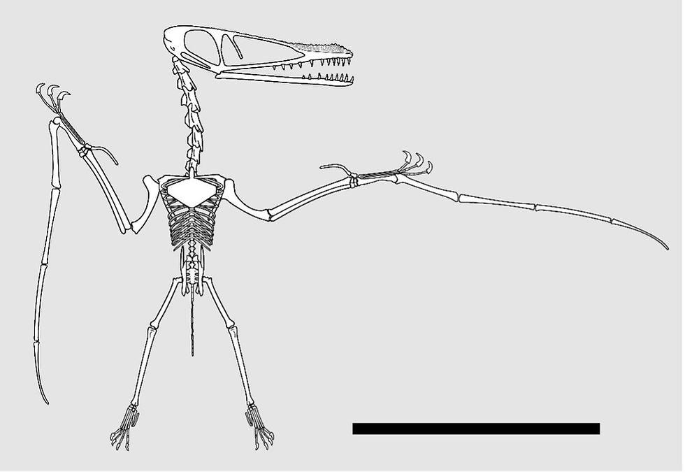 New fossil reveals the evolution of flying reptiles