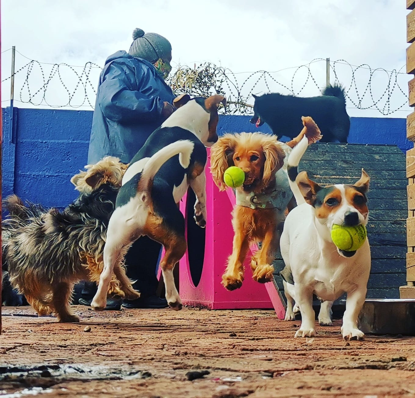 DOG DAYCARE | Hackett Hounds