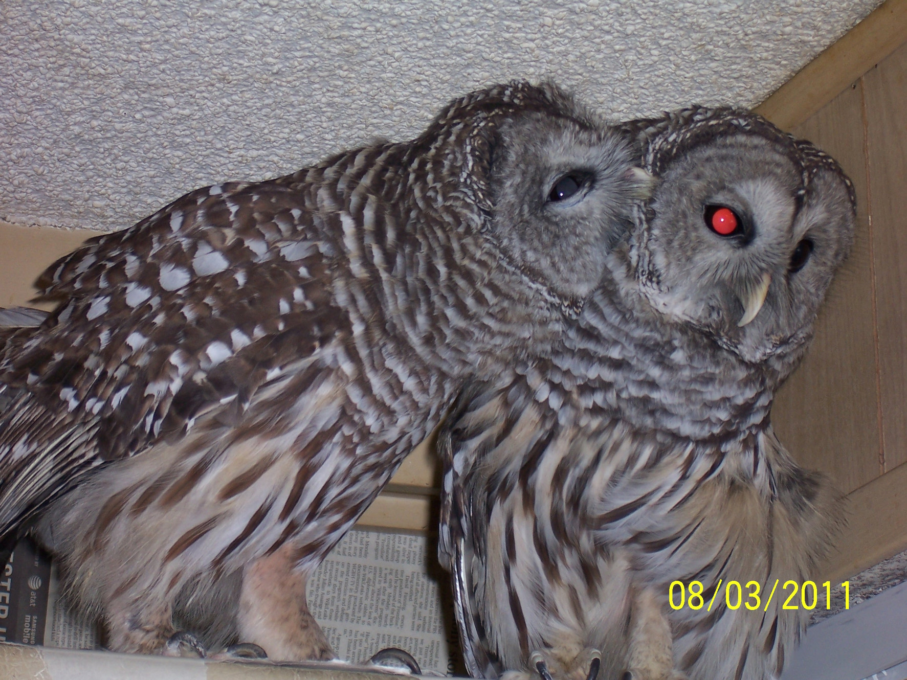 Safest Way To Capture Animals | 2ndchancewildlife