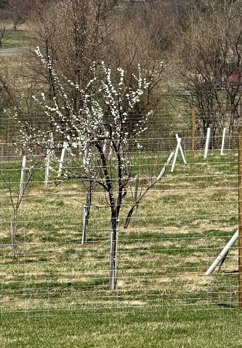 Springing to Life on the Farm