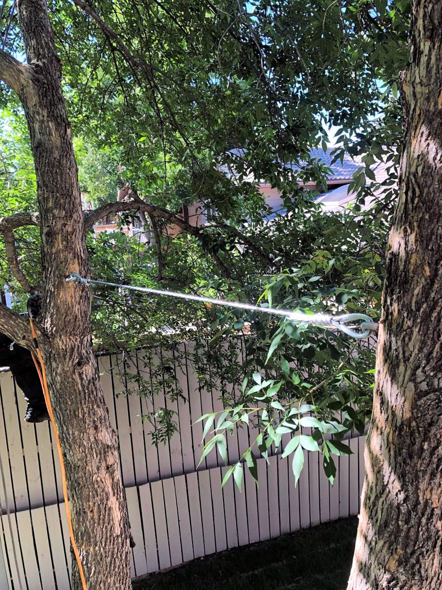Tree Cabling and Bracing | Calgary | Evergreen Ltd