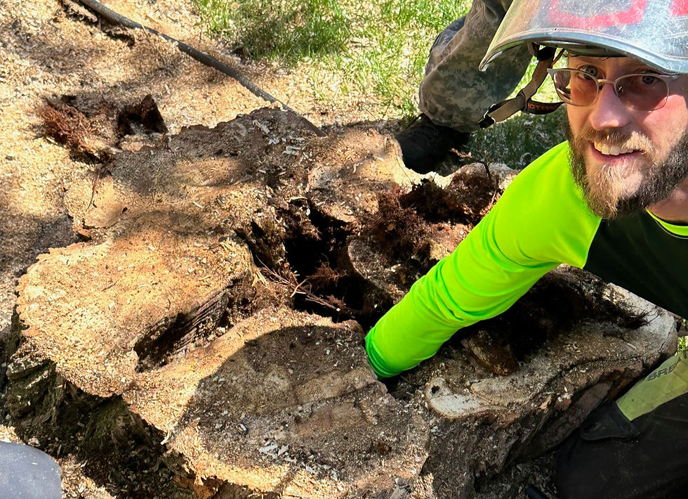 Is Your Tree a Ticking Time Bomb? Here’s What You Need to Know About ...