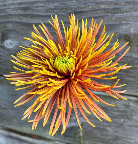 Saffina | wildryefarm