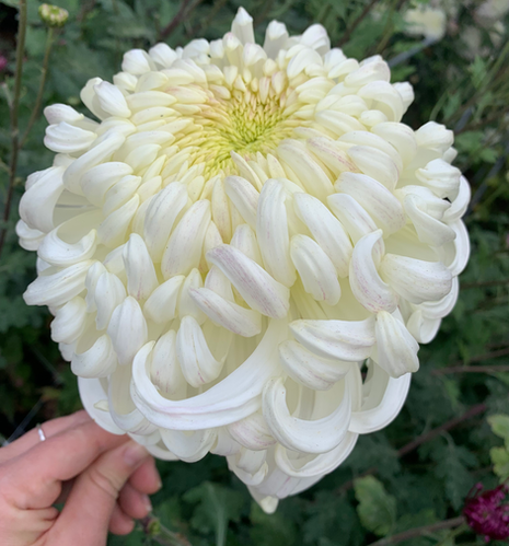 Whiteout | wildryefarm