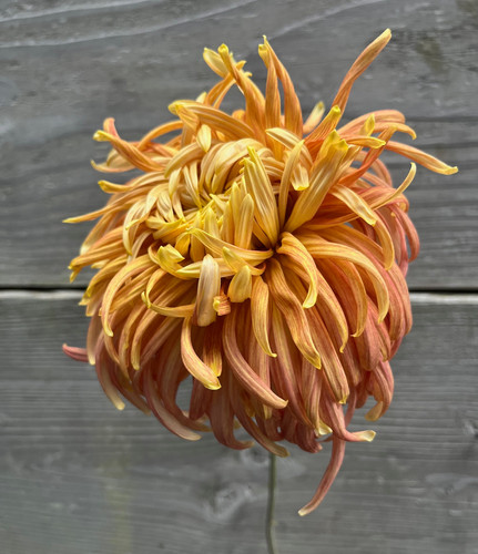 Betty Barnes | wildryefarm