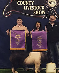 Pigs | footelivestock