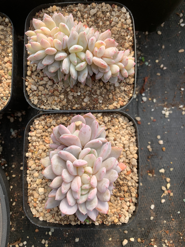 Echeveria monroe crest 梦露缀化 | BOTANPEDIA